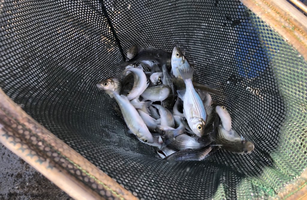 Fish Management - Aquatic Control