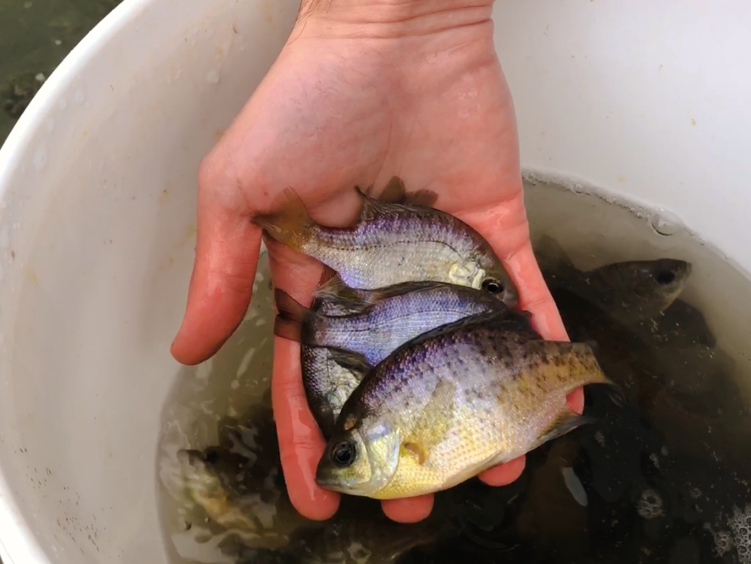 Fish Management Info Gathering - Aquatic Control