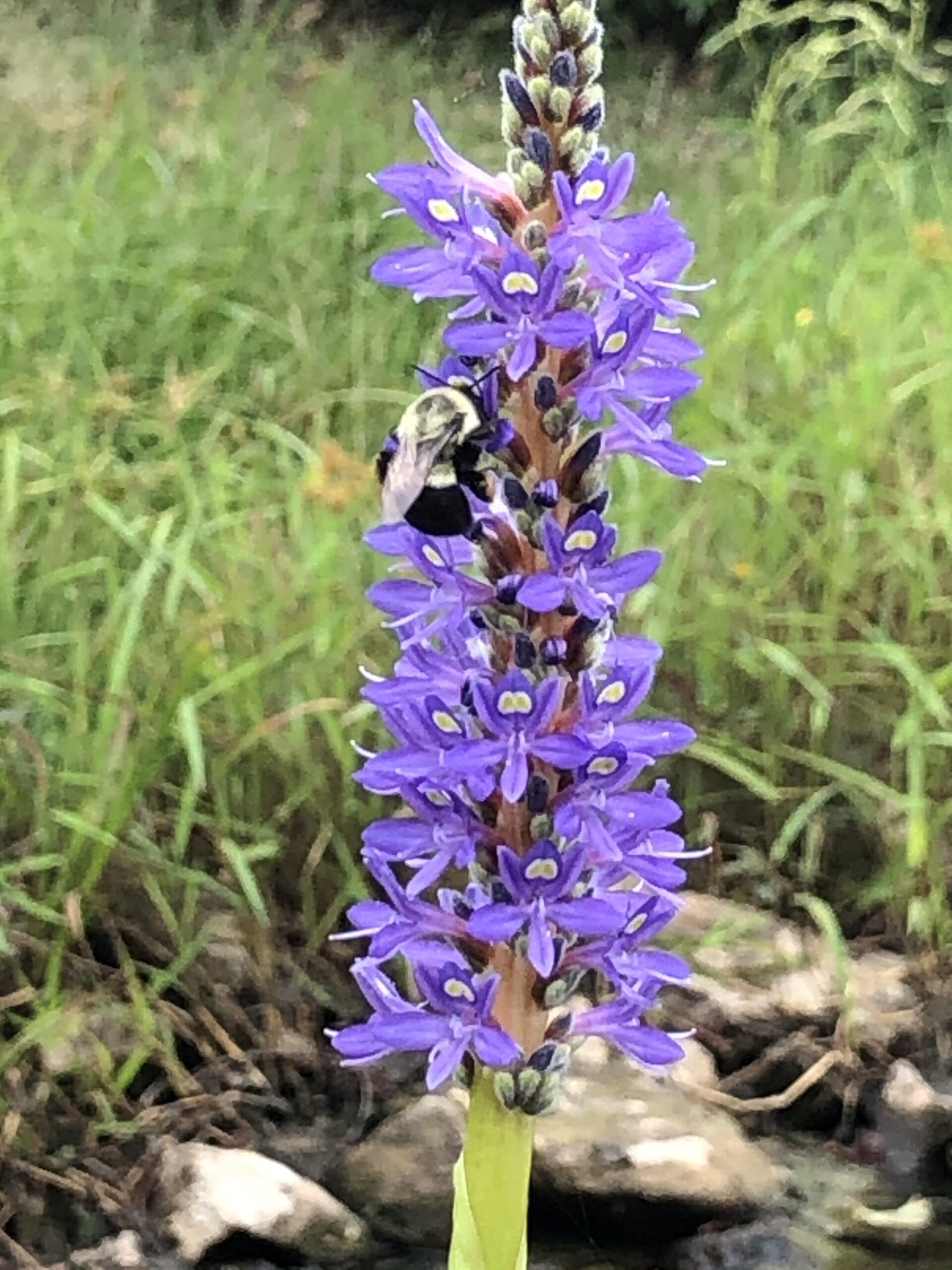 Shoreline Planting - Aquatic Control