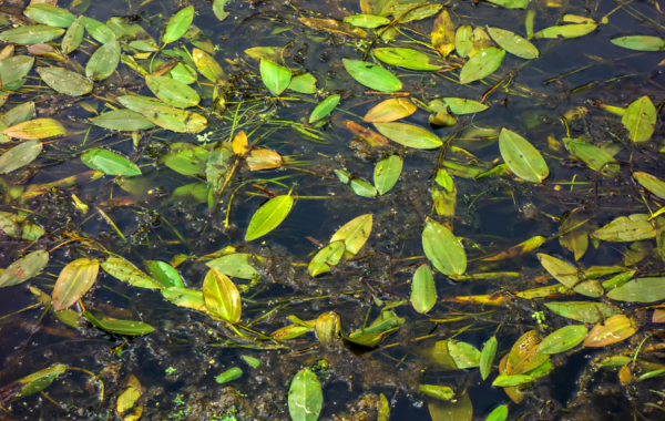 Lake & Pond Coontail, Pondweed, Naiad Treatments - Aquatic Control