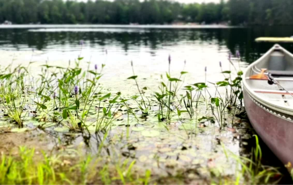 Lake & Pond Lily Treatments - Aquatic Control