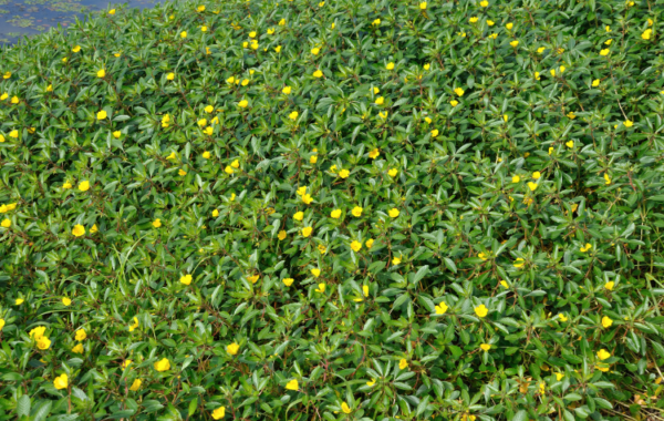Creeping Water Primrose Treatments - Aquatic Control