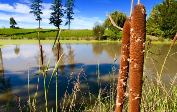 Lake & Pond Cattail Treatments - Aquatic Control