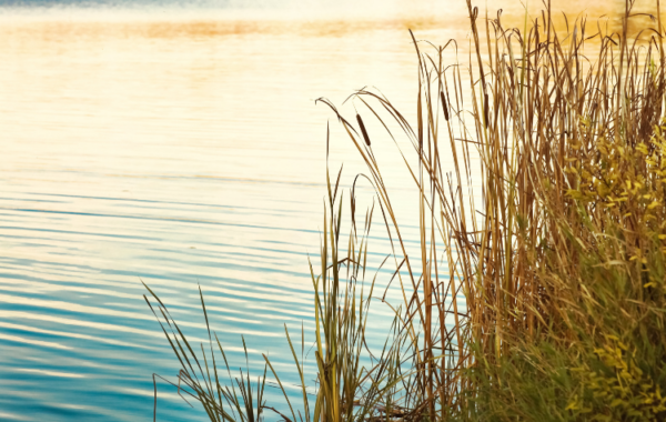 Lake & Pond Cattail Treatments - Aquatic Control