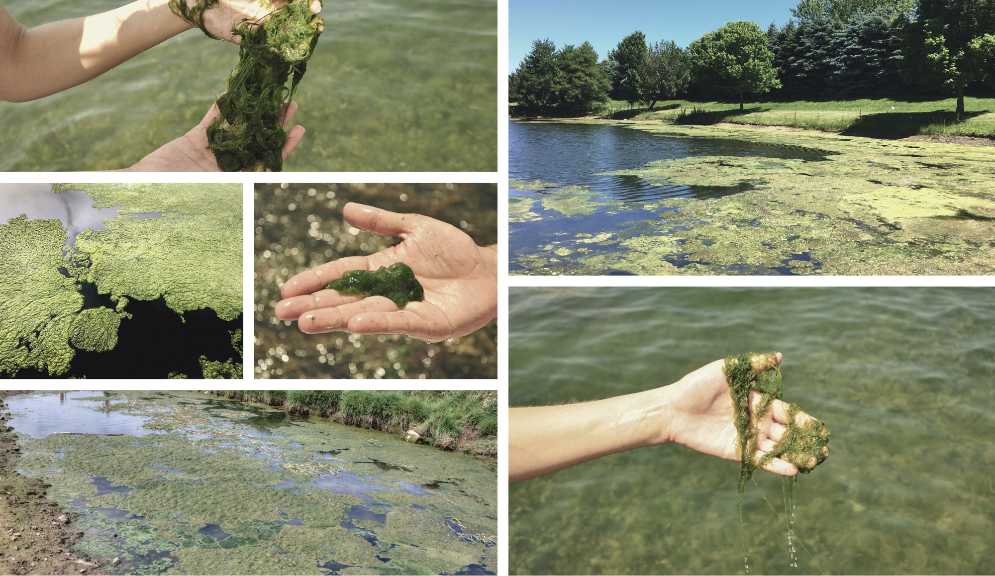 Algae Treatment Recommendation - Aquatic Control