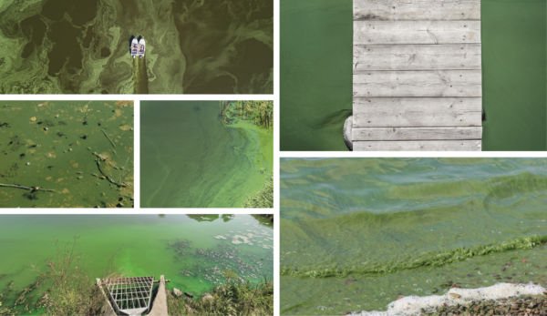 Planktonic Algae Treatment Recommendation - Aquatic Control